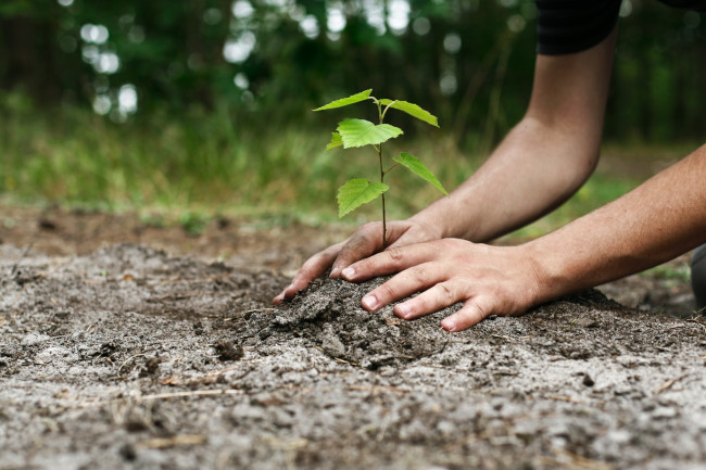 Tree Planting, Fuquay-Varina, NC | Doss Tree Service