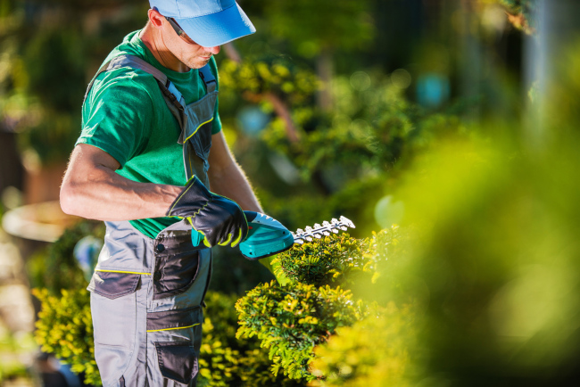 5 Tips for Hiring Out for Commercial Tree Services | Doss Tree Service
