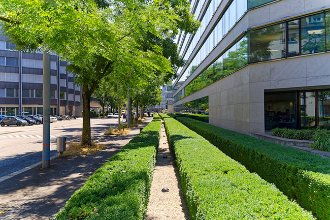 Environmental Benefits of Commercial Tree Planting | Doss Tree Service