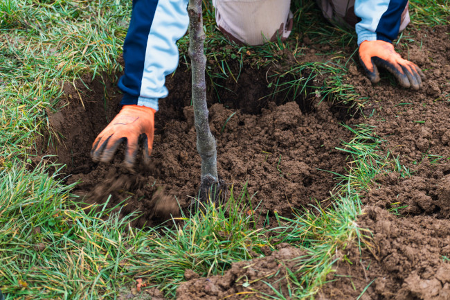 The Art of Tree Transplanting | Doss Tree Service